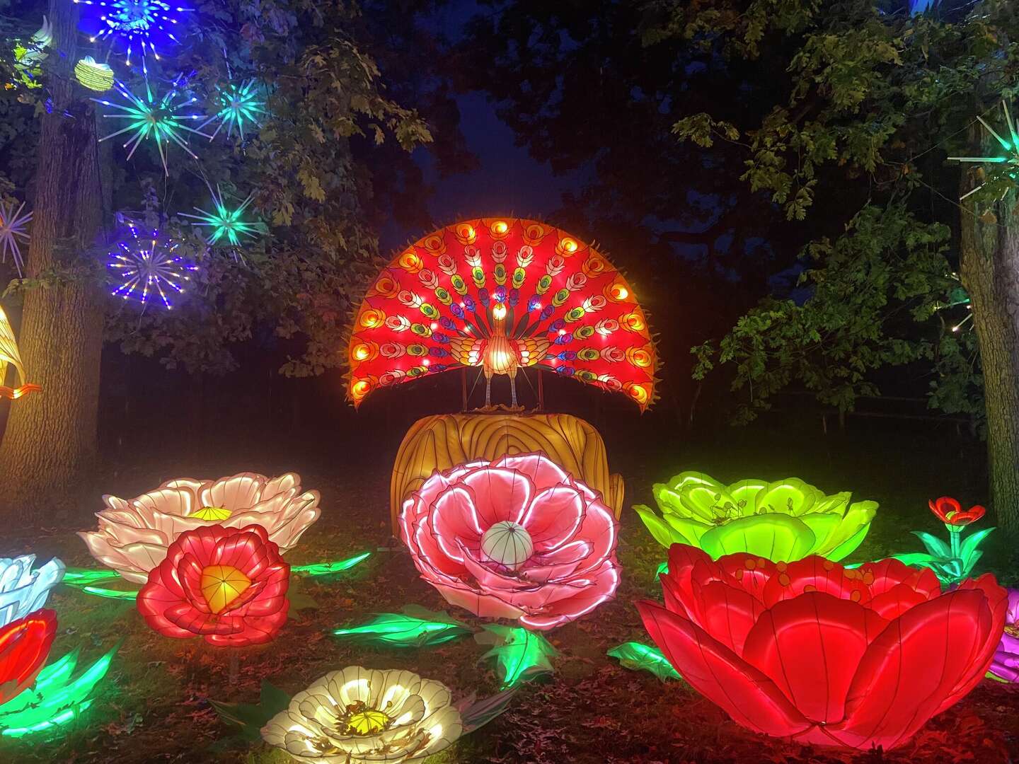 'Glow Wild' lantern festival is coming back to CT's Beardsley Zoo