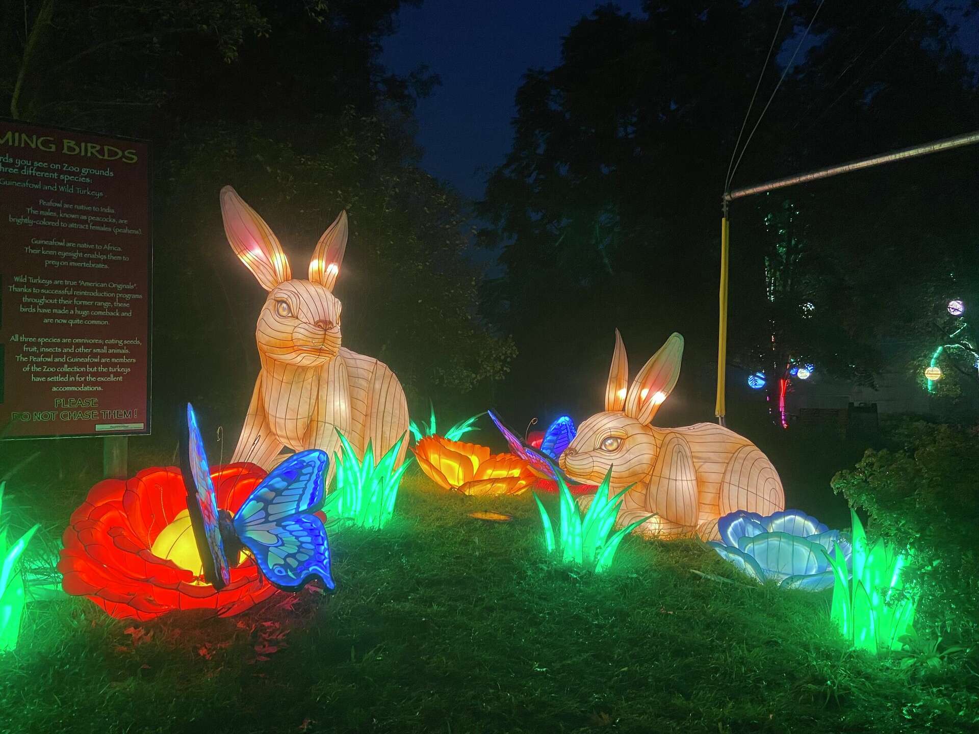 'Glow Wild' lantern festival is coming back to CT's Beardsley Zoo