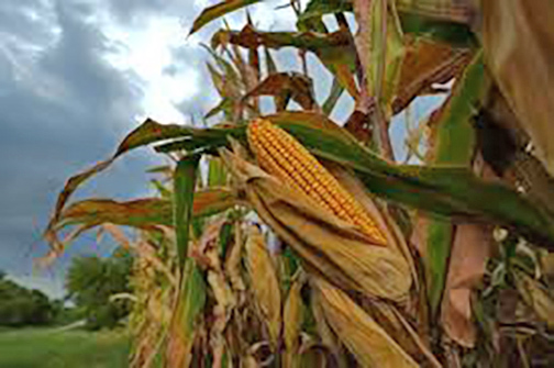 How 'corn sweat' is intensifying heat waves in Illinois