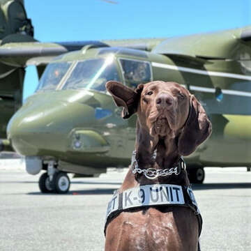 SFO animal named top dog in TSA's cutest canine competition