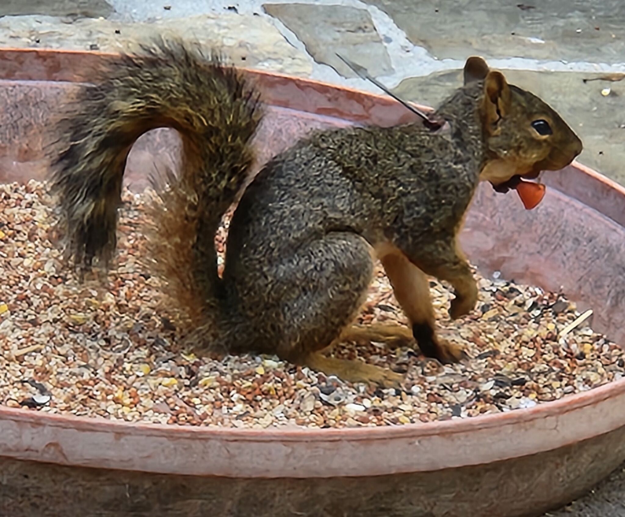 Beloved squirrel shot, Alamo Heights resident offering $500 reward