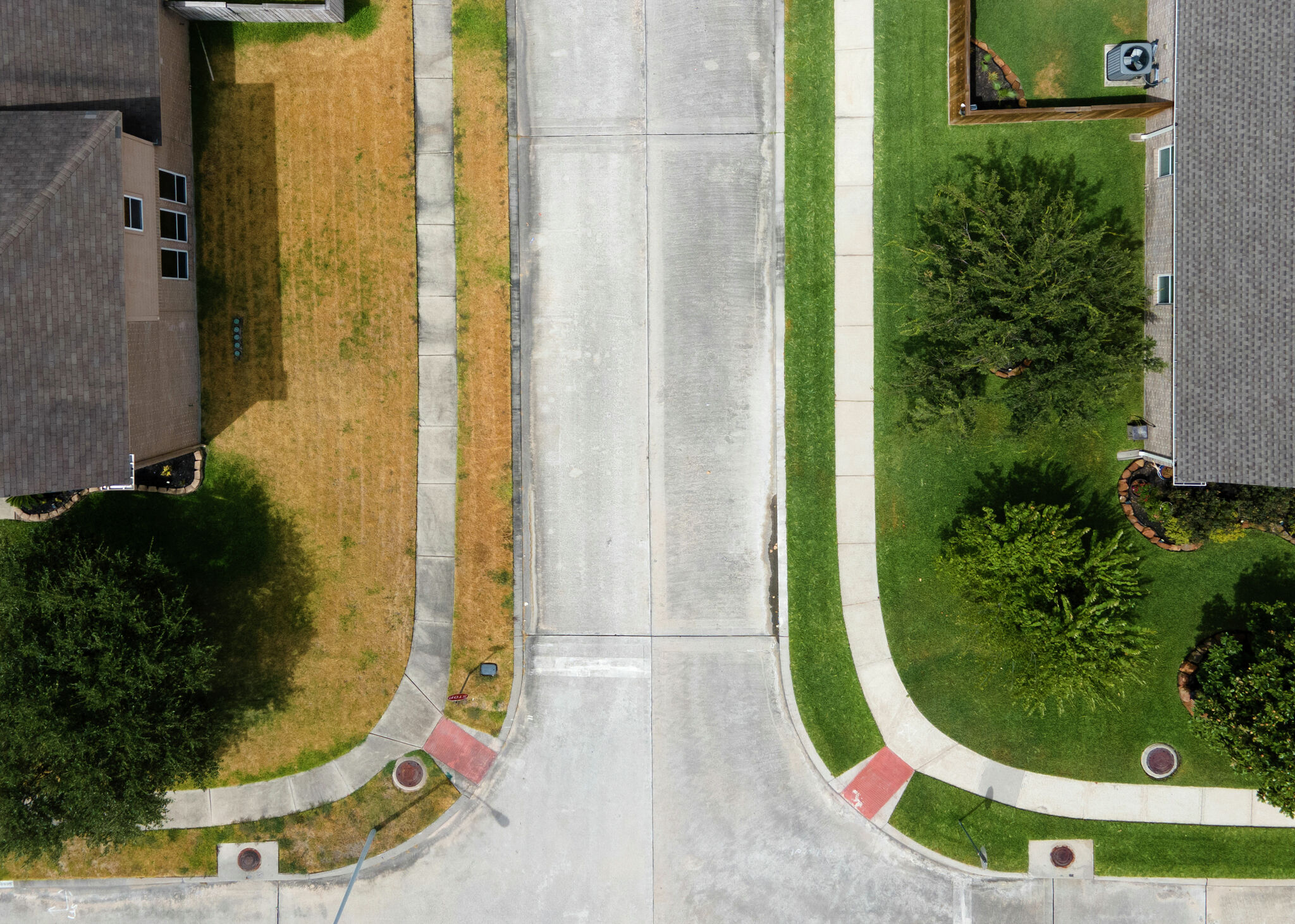 Tips for watering new and established trees