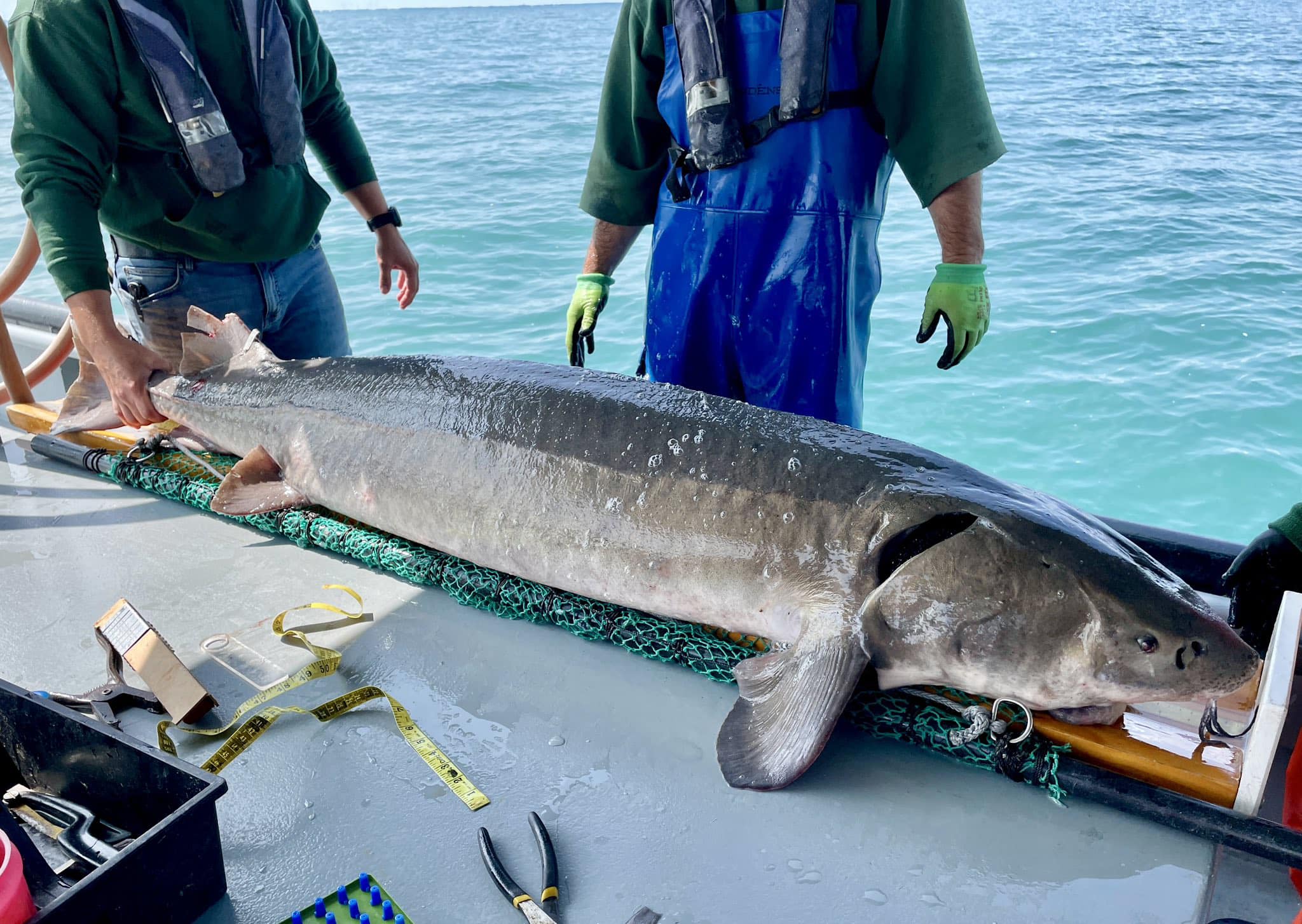 Massive sturgeon caught by Michigan DNR during annual lake survey