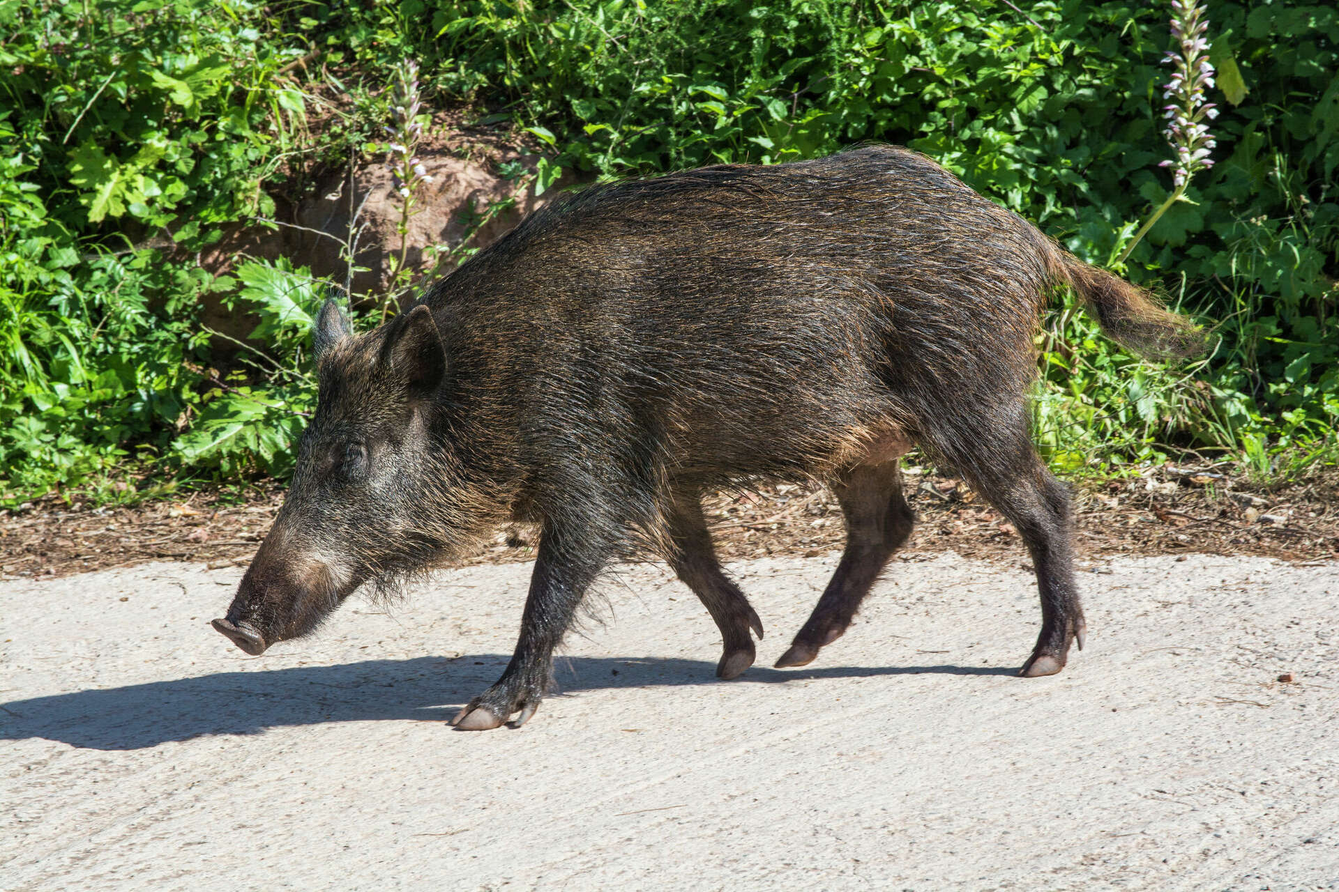 Feral hogs destroy Texas park, rack up $150,000 in damages