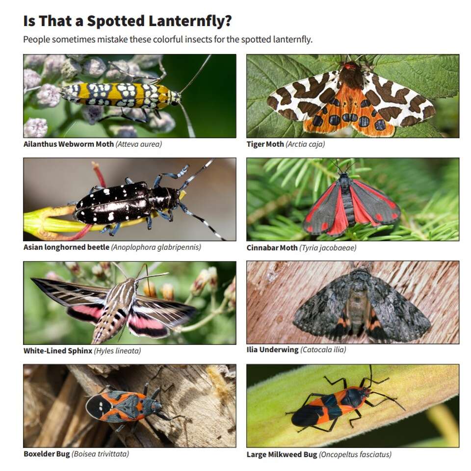 Spotted lanternfly: What to do if you see the invasive species