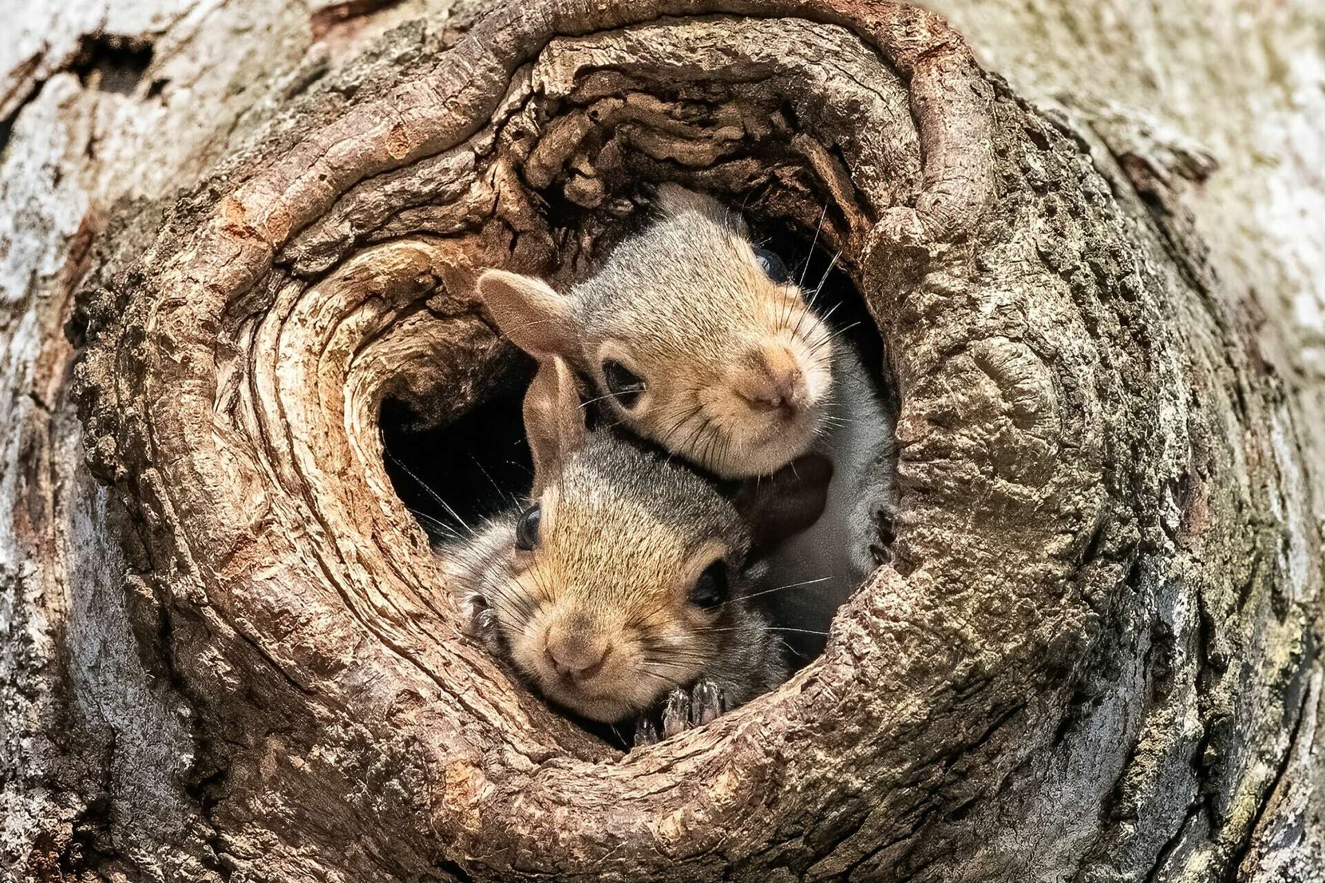 Baby squirrels are on the rise in Texas right now