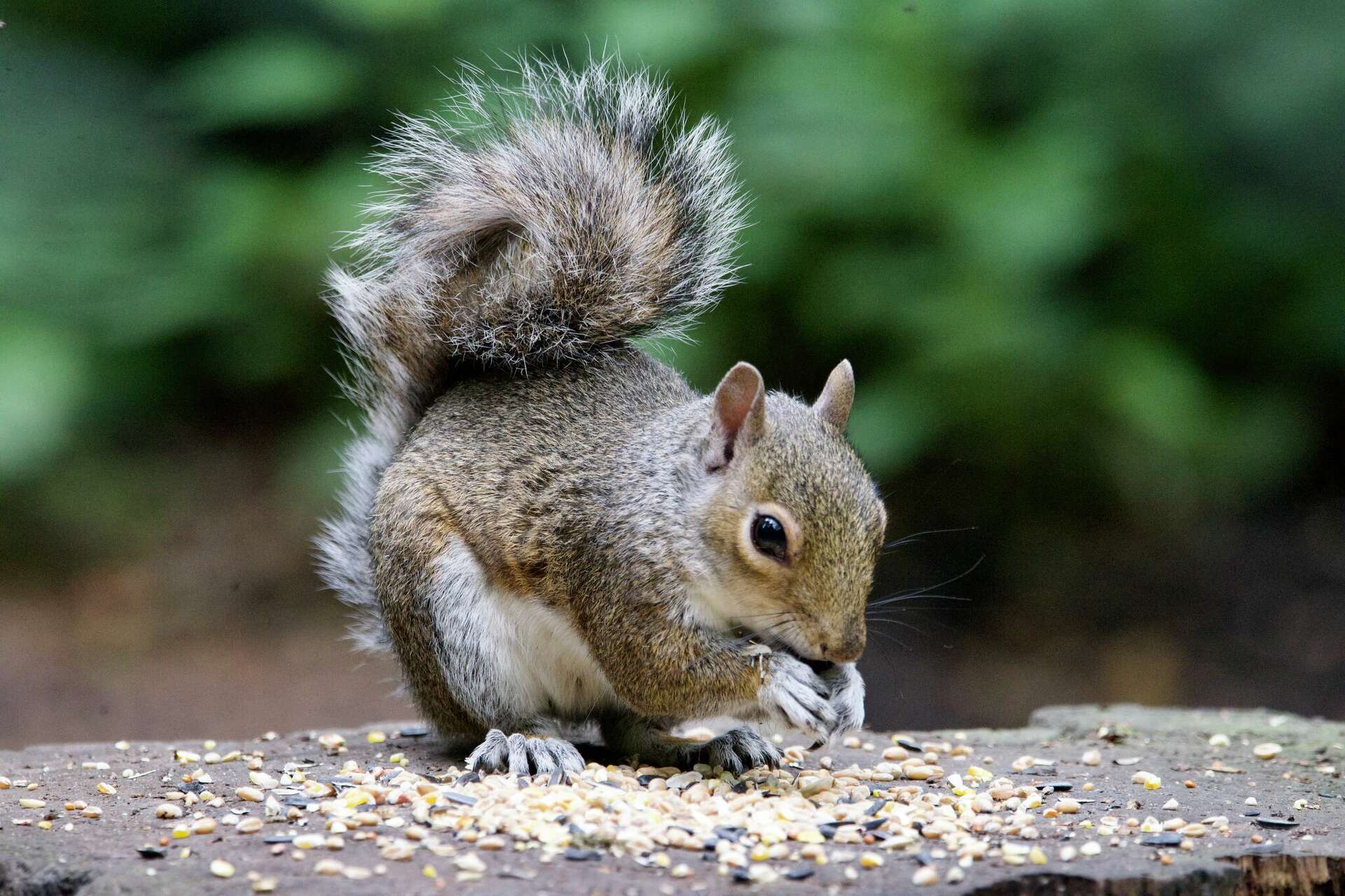 Baby squirrels are on the rise in Texas right now