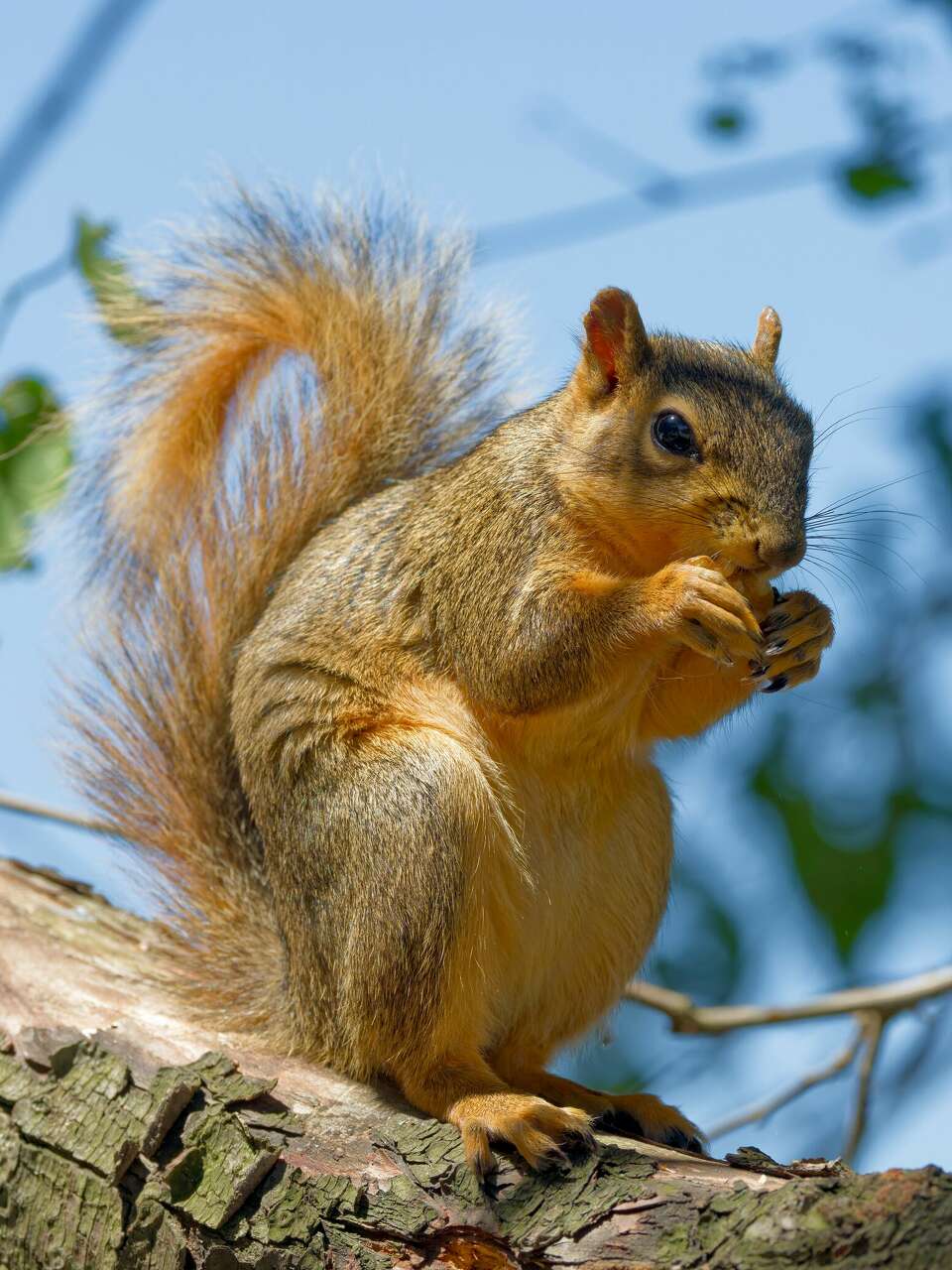 Baby squirrels are on the rise in Texas right now