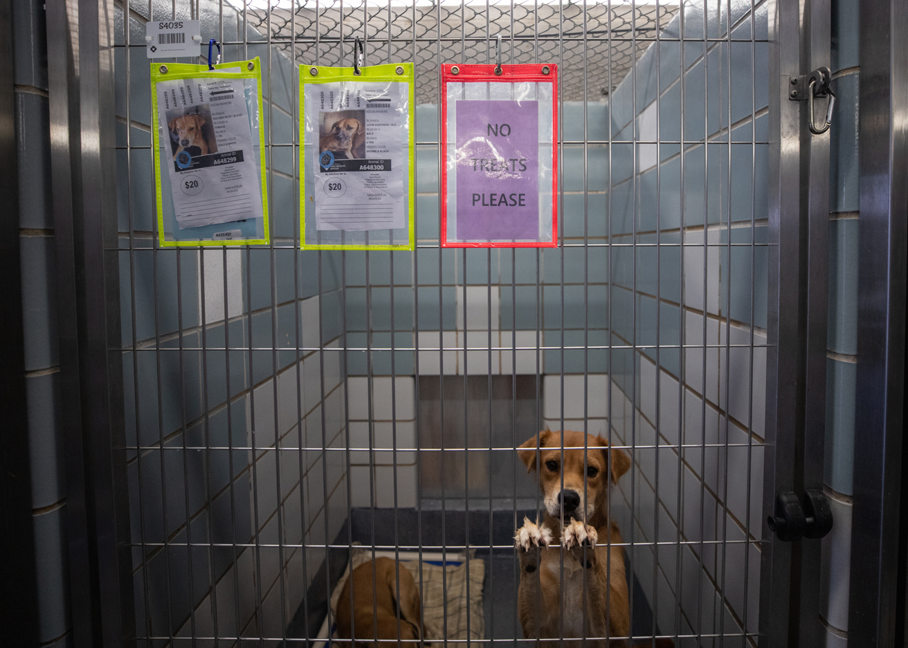 Animal Care Services fires worker for dragging dog