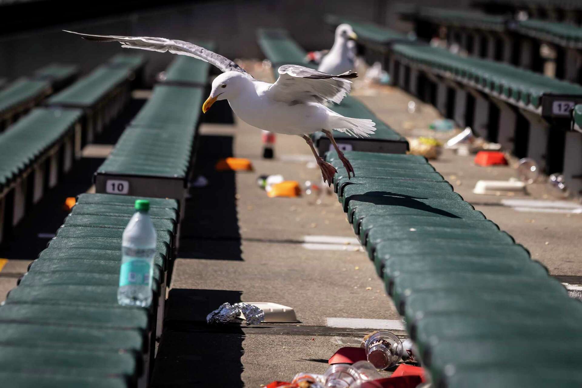 After a long feud, the Giants have made peace with S.F.’s seagulls