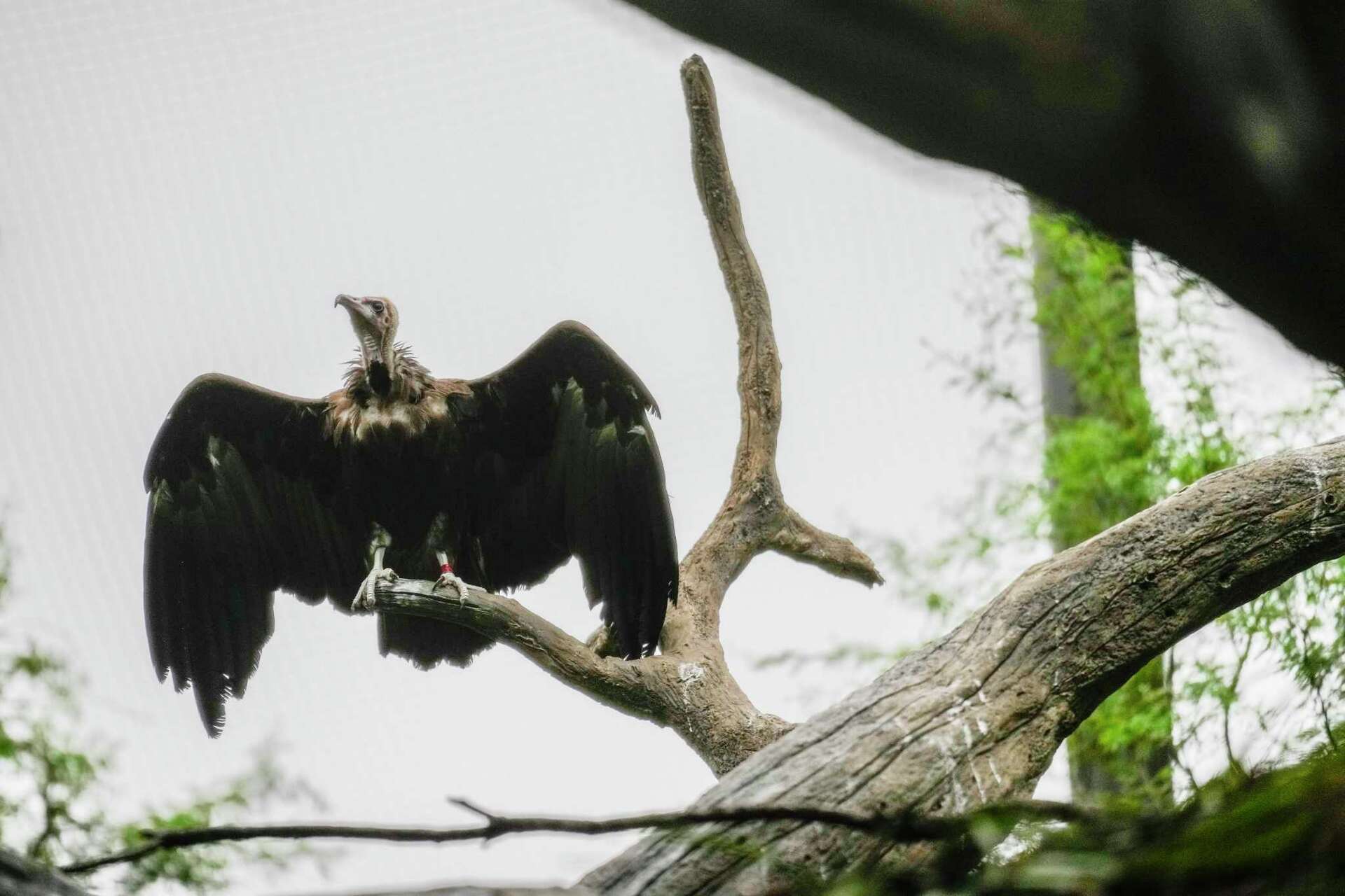 Houston Zoo debuts Birds of the World exhibit with 3 new aviaries