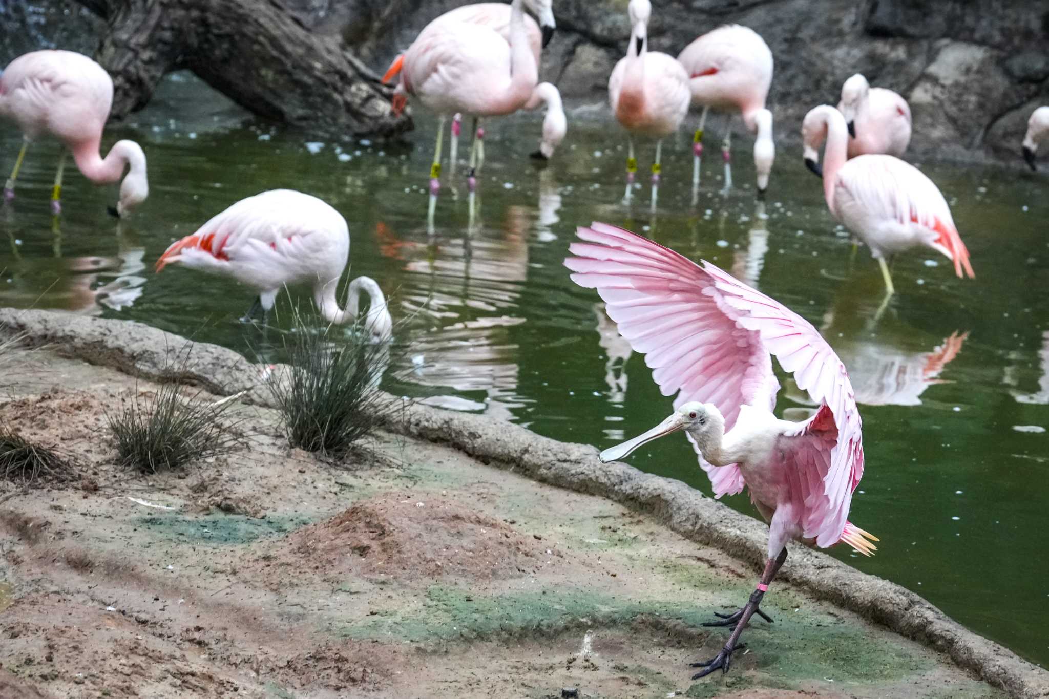 Houston Zoo debuts Birds of the World exhibit with 3 new aviaries