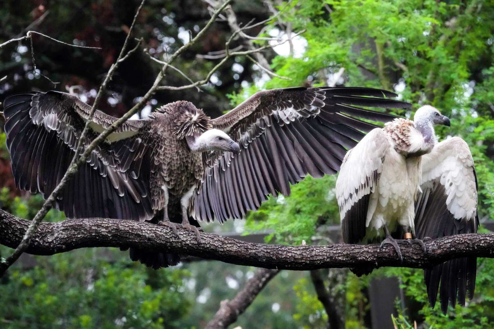 Houston Zoo debuts Birds of the World exhibit with 3 new aviaries