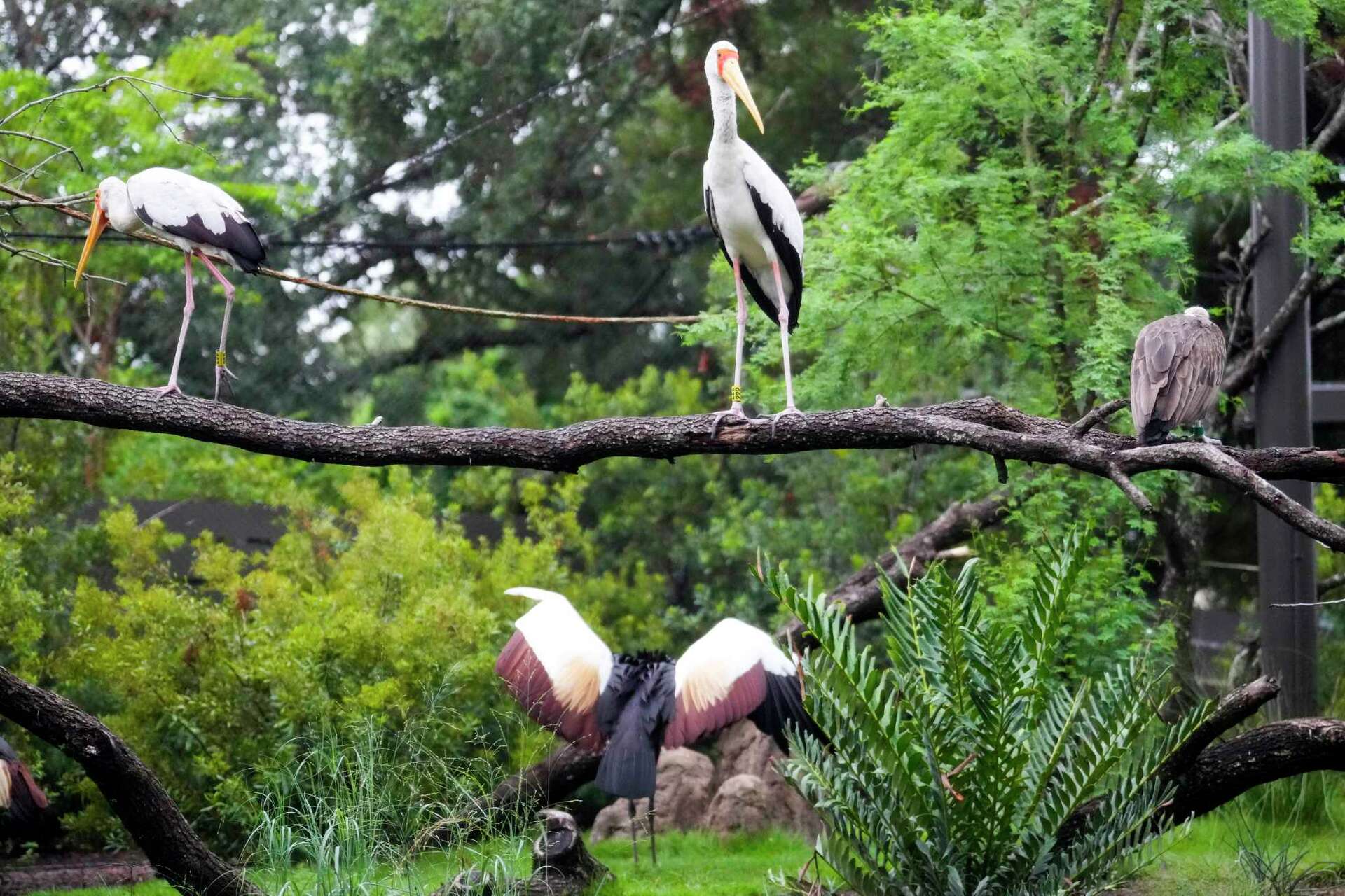 Houston Zoo debuts Birds of the World exhibit with 3 new aviaries