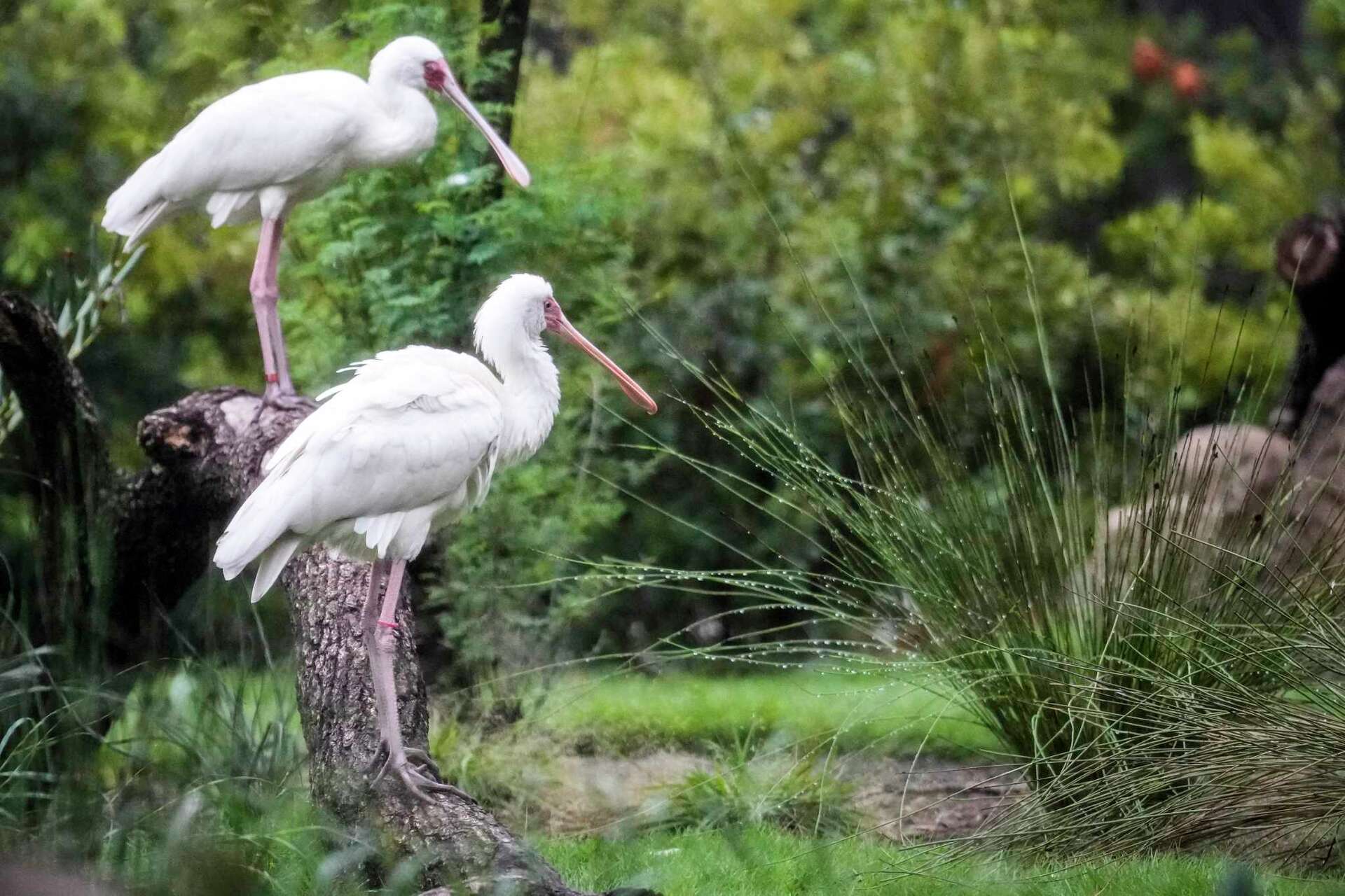 Houston Zoo debuts Birds of the World exhibit with 3 new aviaries