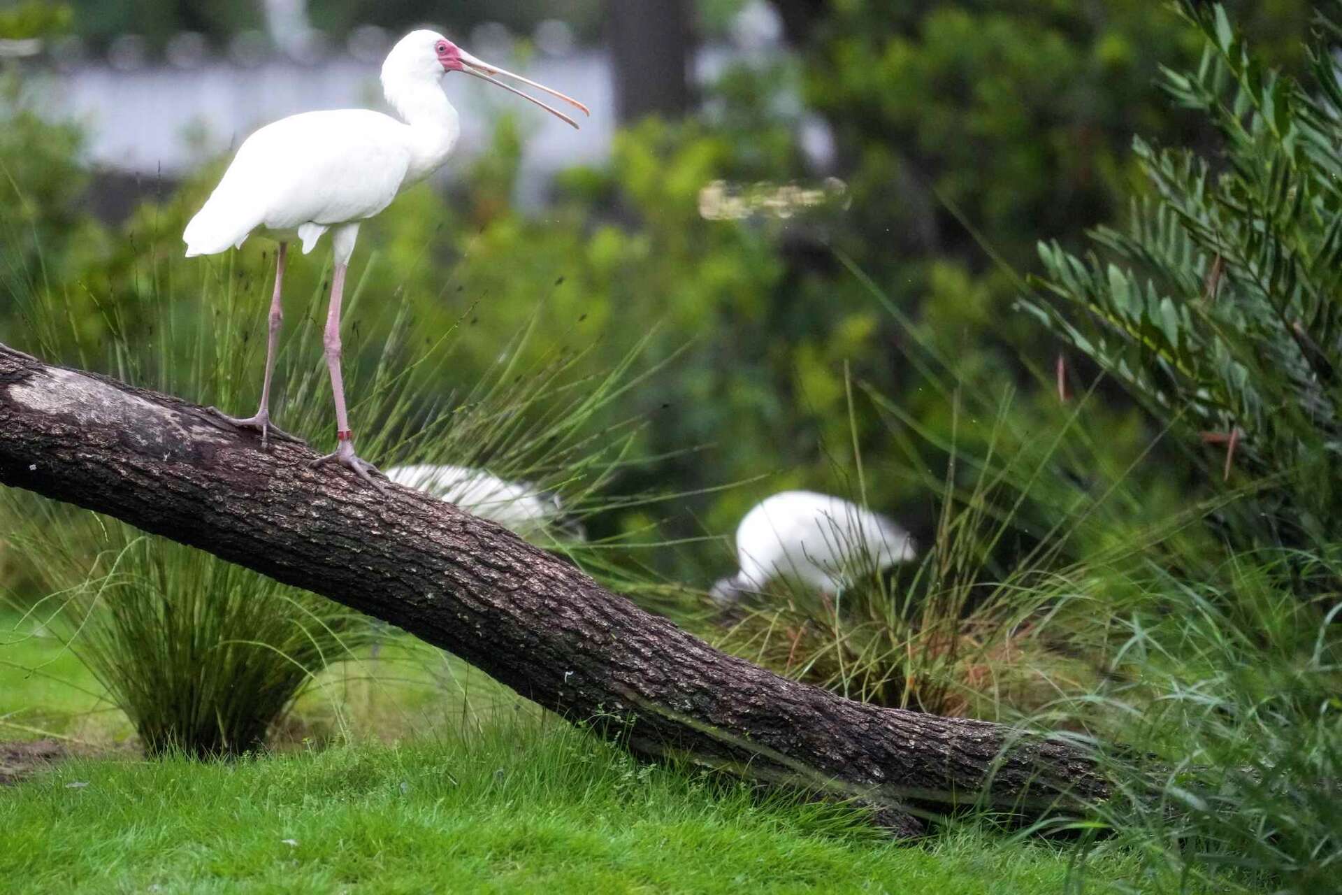 Houston Zoo debuts Birds of the World exhibit with 3 new aviaries
