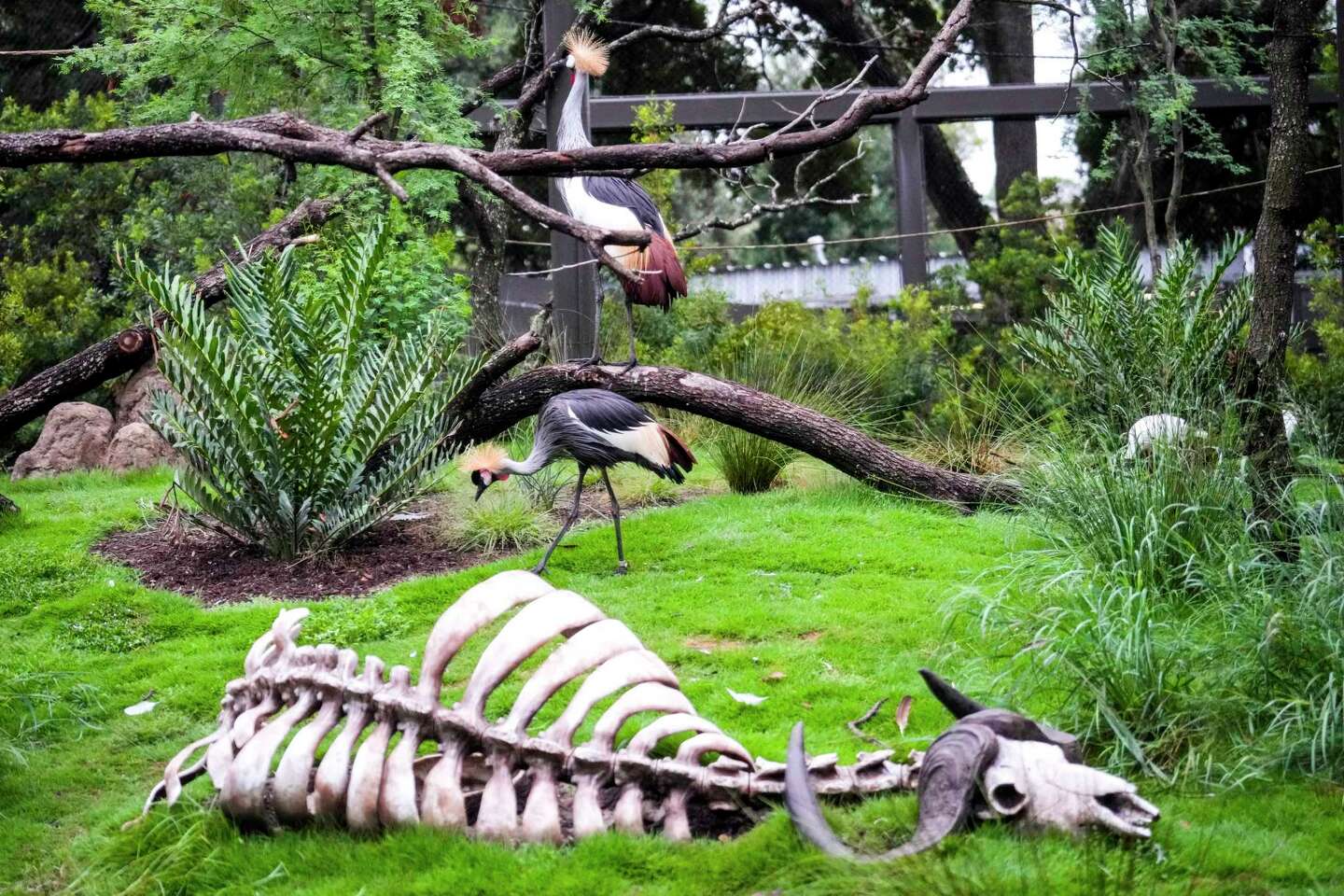 Houston Zoo debuts Birds of the World exhibit with 3 new aviaries