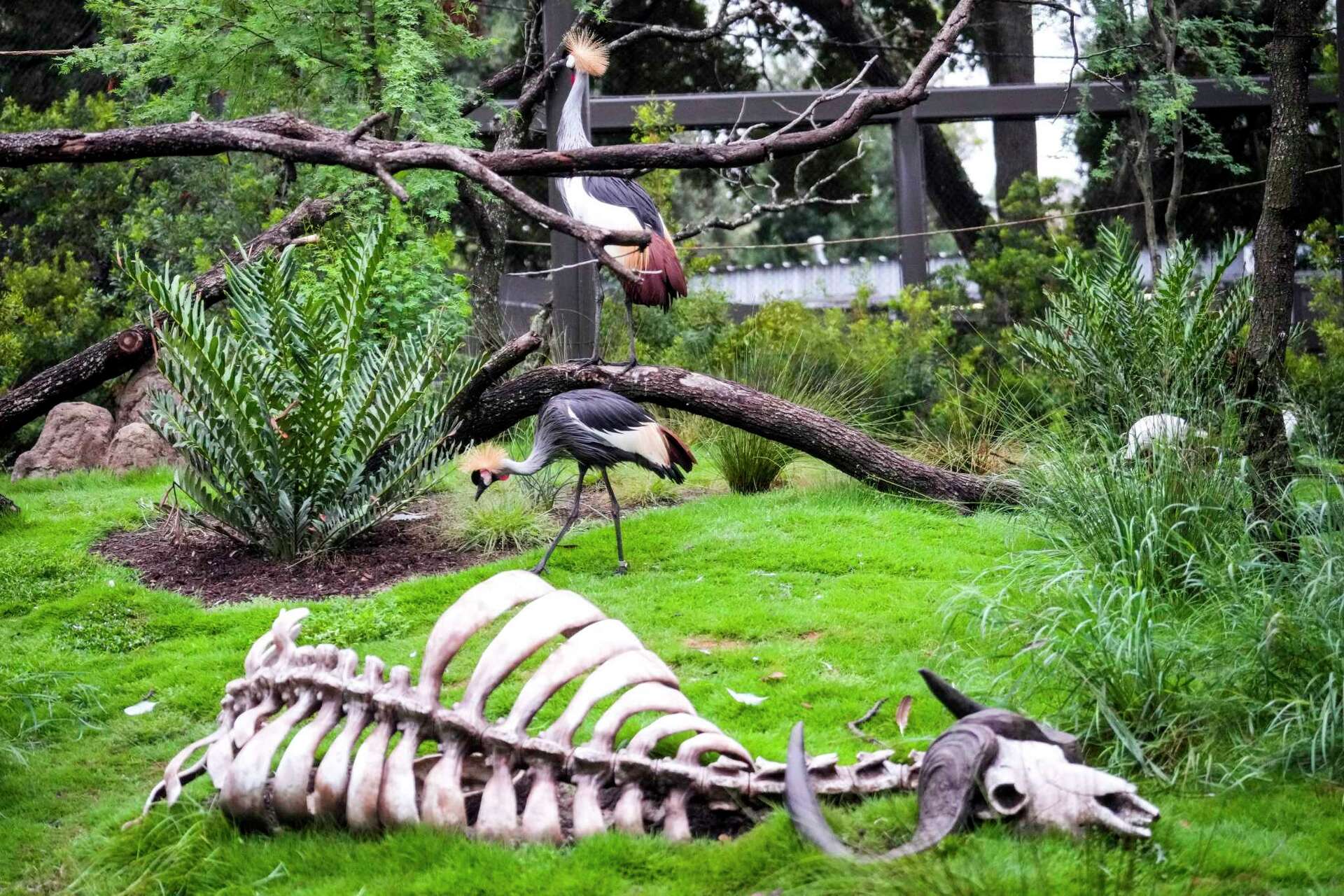 Houston Zoo debuts Birds of the World exhibit with 3 new aviaries