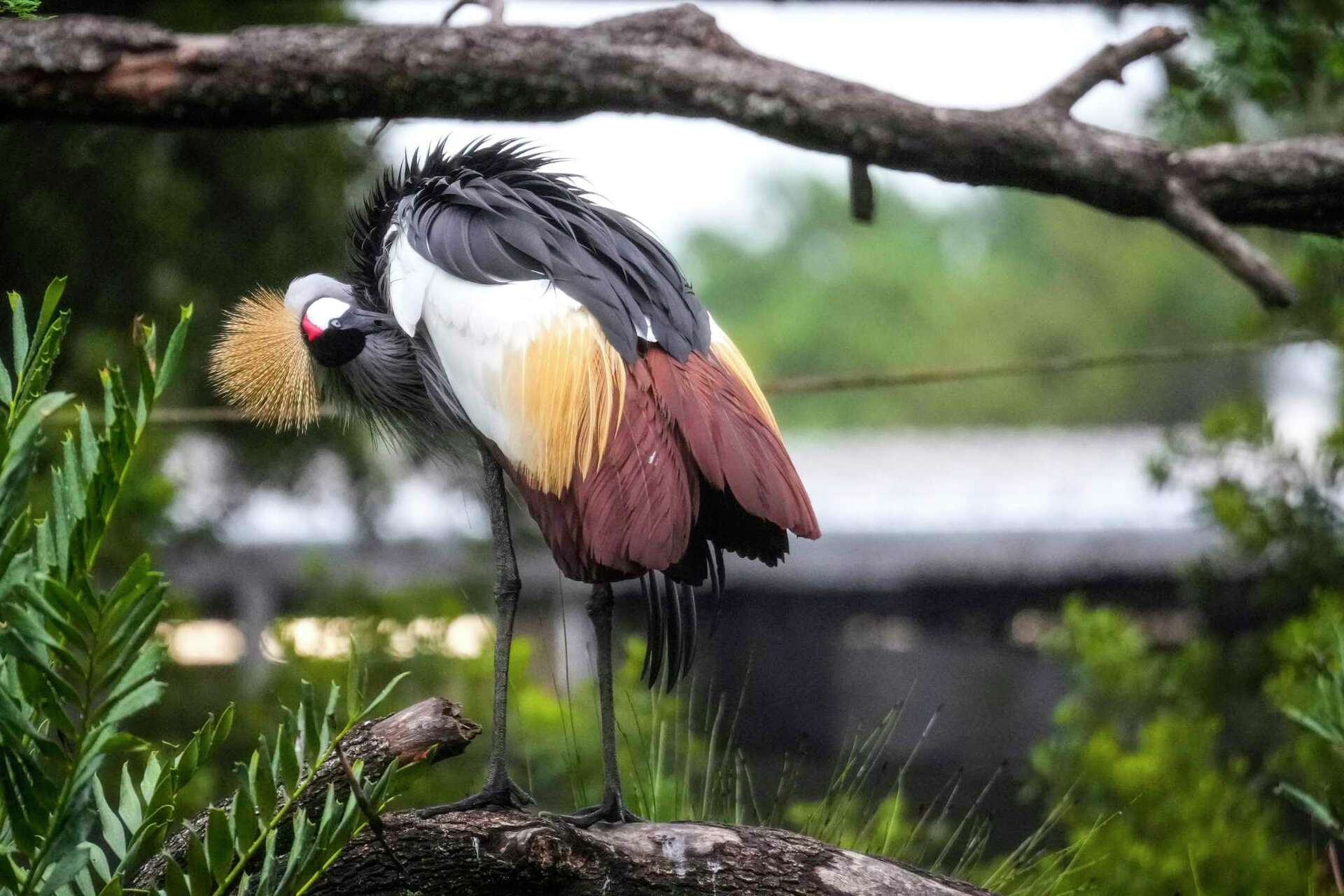 Houston Zoo debuts Birds of the World exhibit with 3 new aviaries