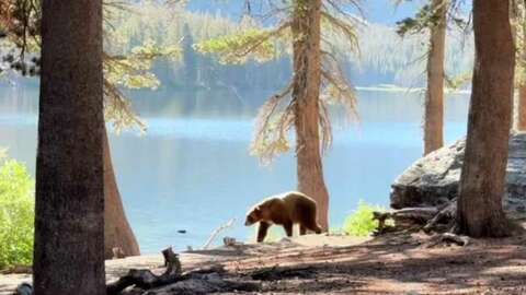 Popular California bear killed in mountain town. Locals want justice