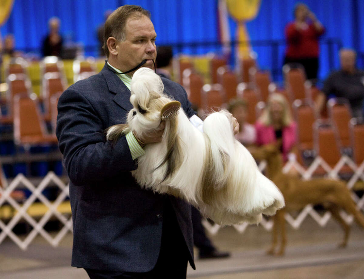 Dog Show