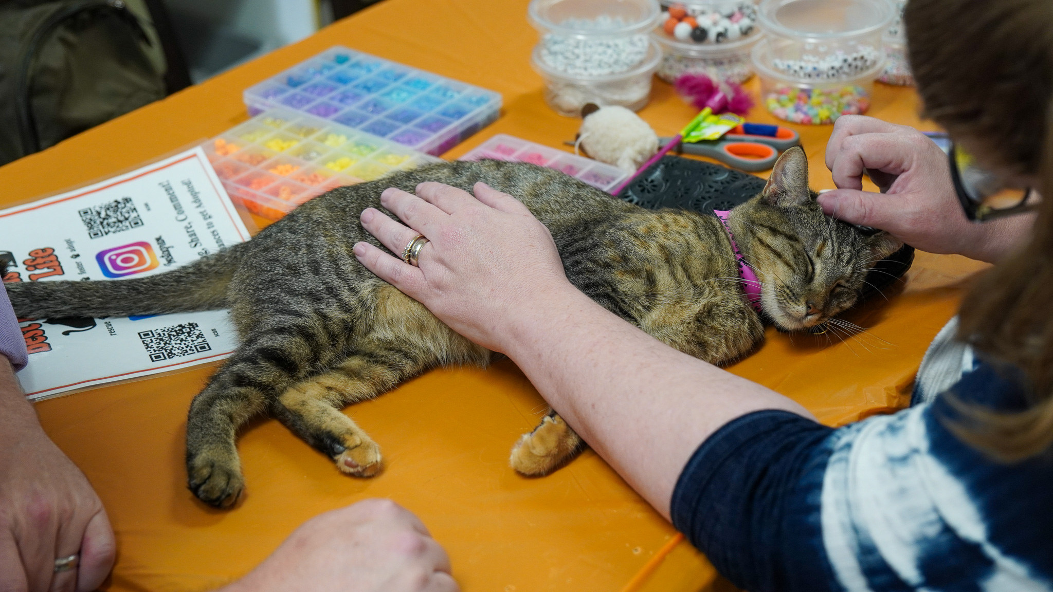 Make a vision board, help stray cats with Best Friends for Life