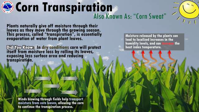 What is corn sweat? How humidity rises with this weather phenomenon