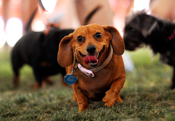 May the best wiener win