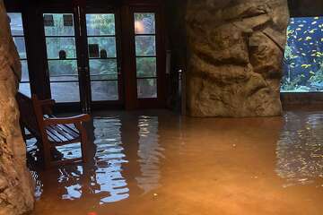 Texas zoo asks for support after enclosures flood, forced to close