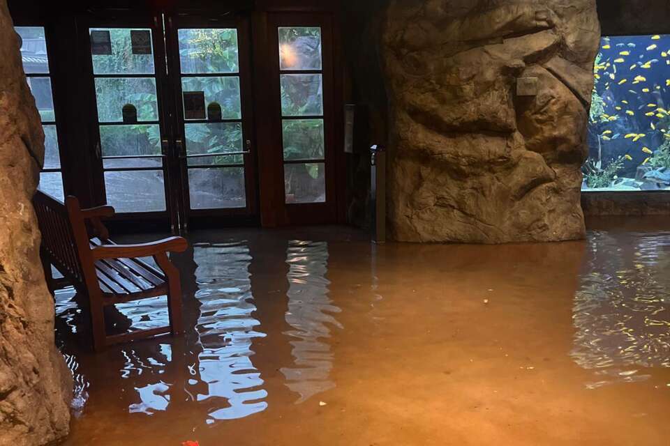 Texas zoo asks for support after enclosures flood, forced to close