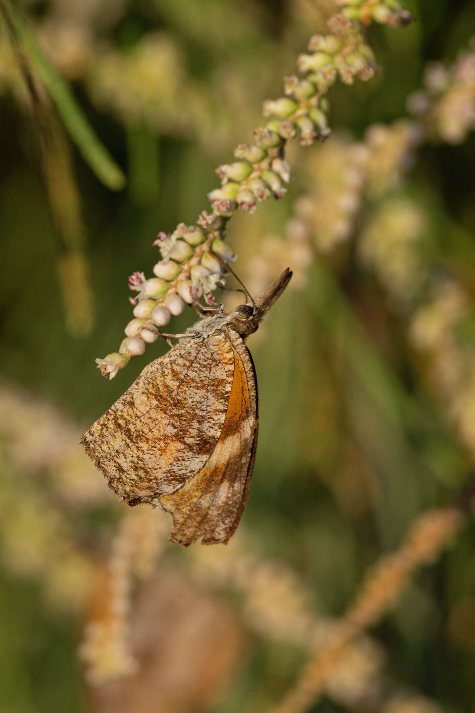Snout butterflies are descending on some Texas highways en masse