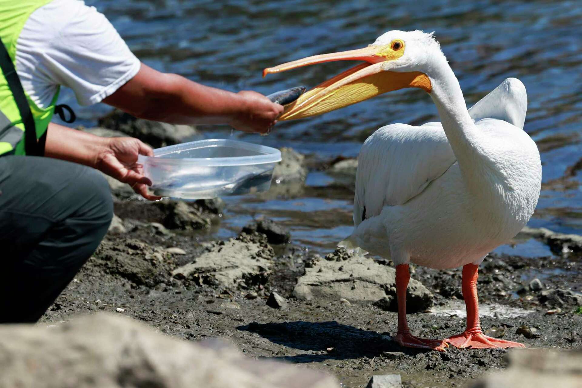 Oakland’s longtime rescue pelican needs more help, volunteers say