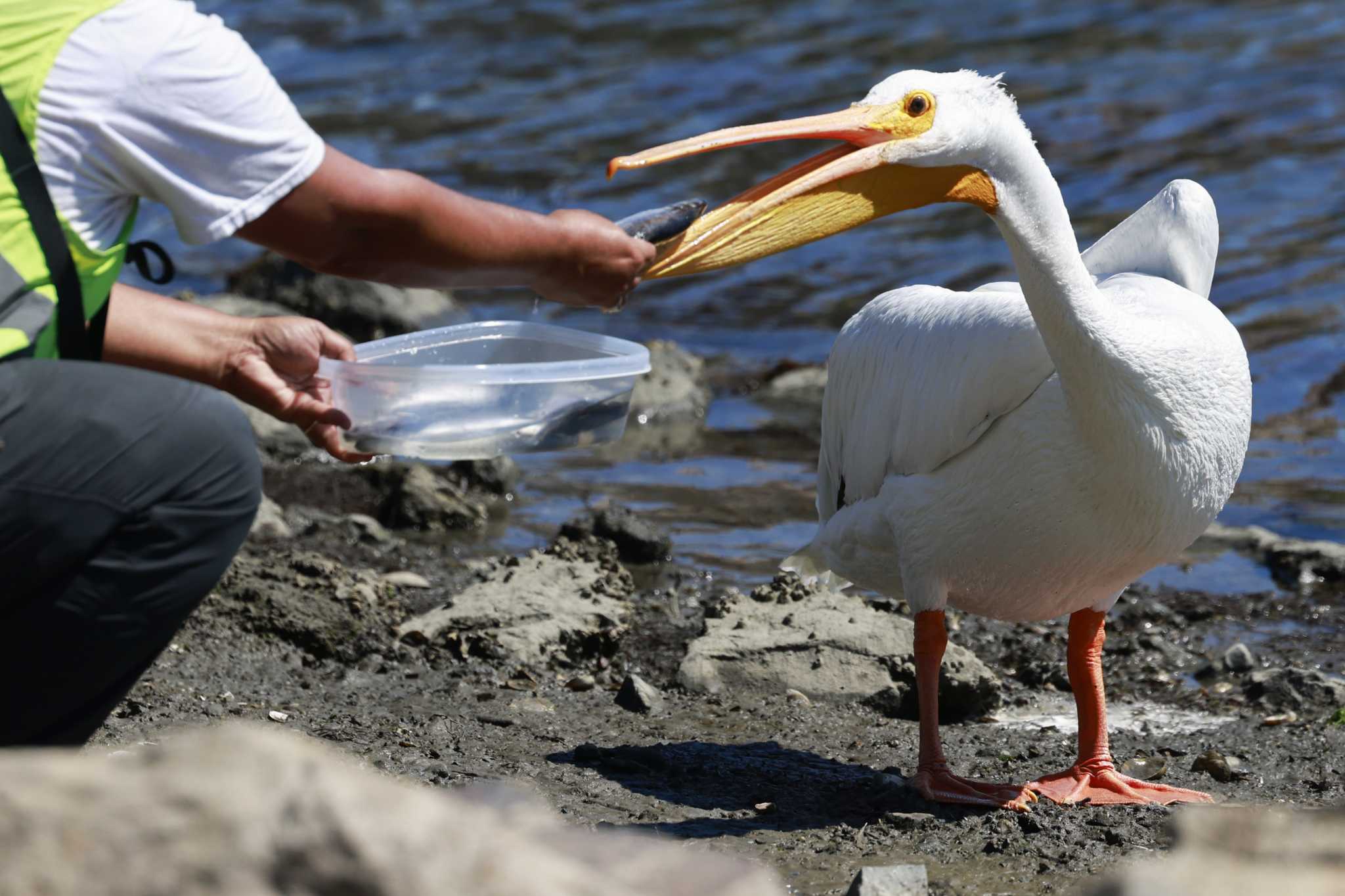 Oakland’s longtime rescue pelican needs more help, volunteers say