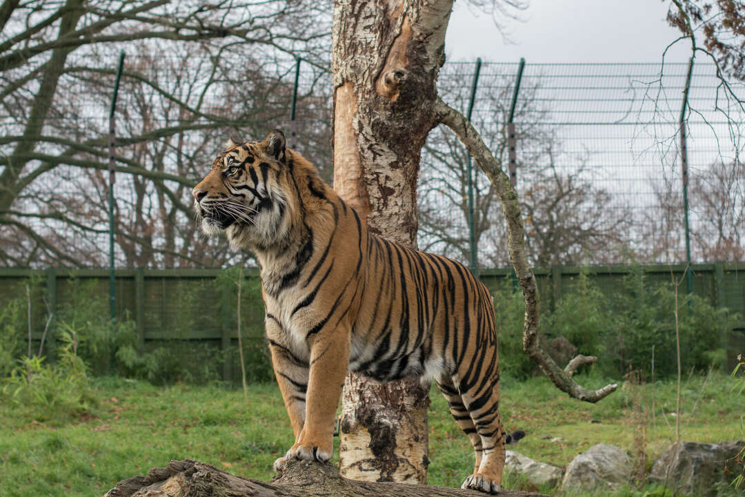 Tiger on the loose after zoo escape could be roaming South Texas