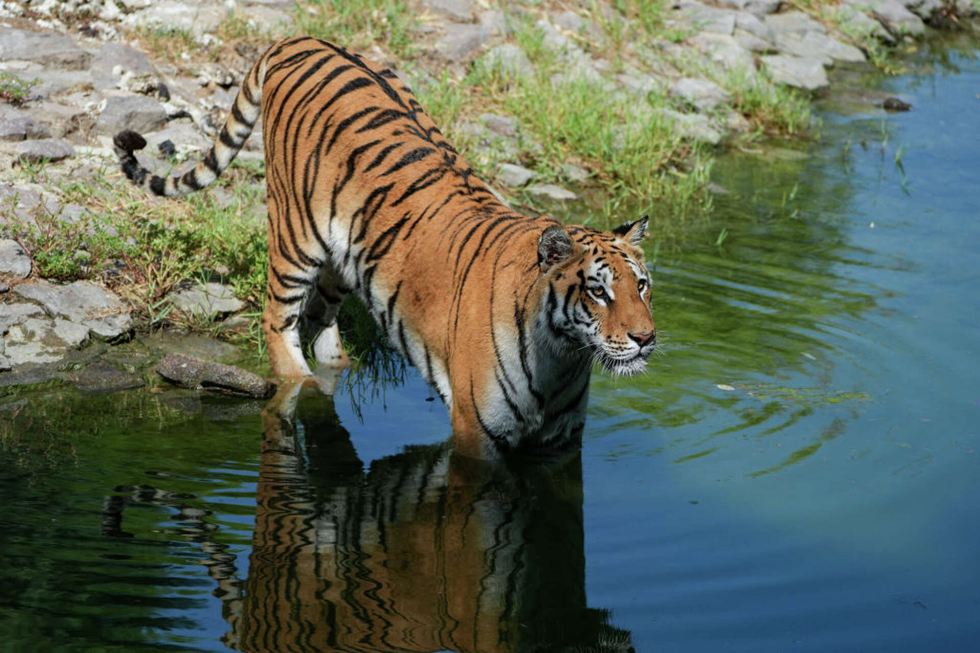 Escaped tiger from Mexican zoo has Texas authorities on lookout