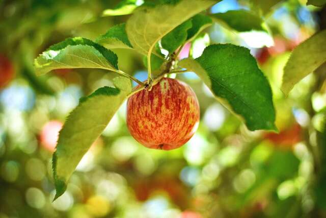 Our favorite Bay Area and Northern California apple-picking spots