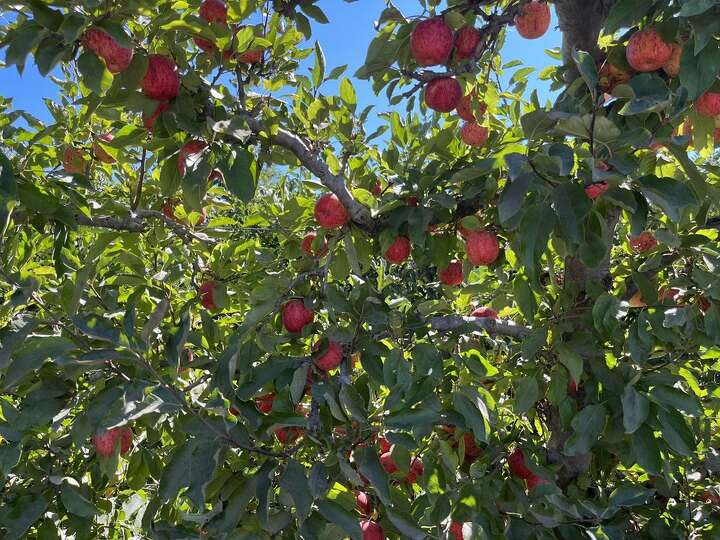 Our favorite Bay Area and Northern California apple-picking spots