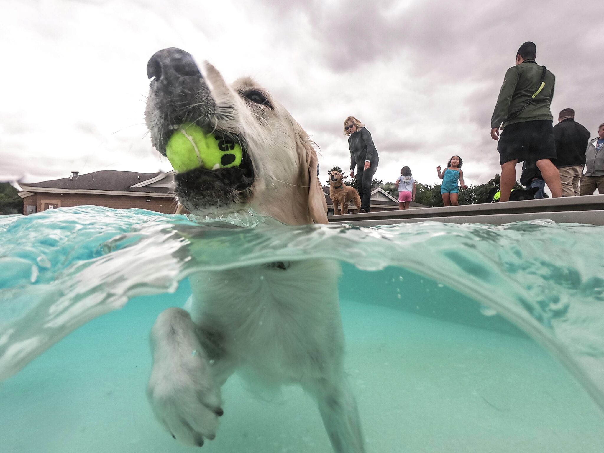 Pooches play it cool in Plymouth Pool