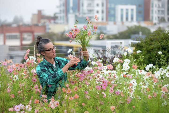 A Bay Area flower farm hides in the sky