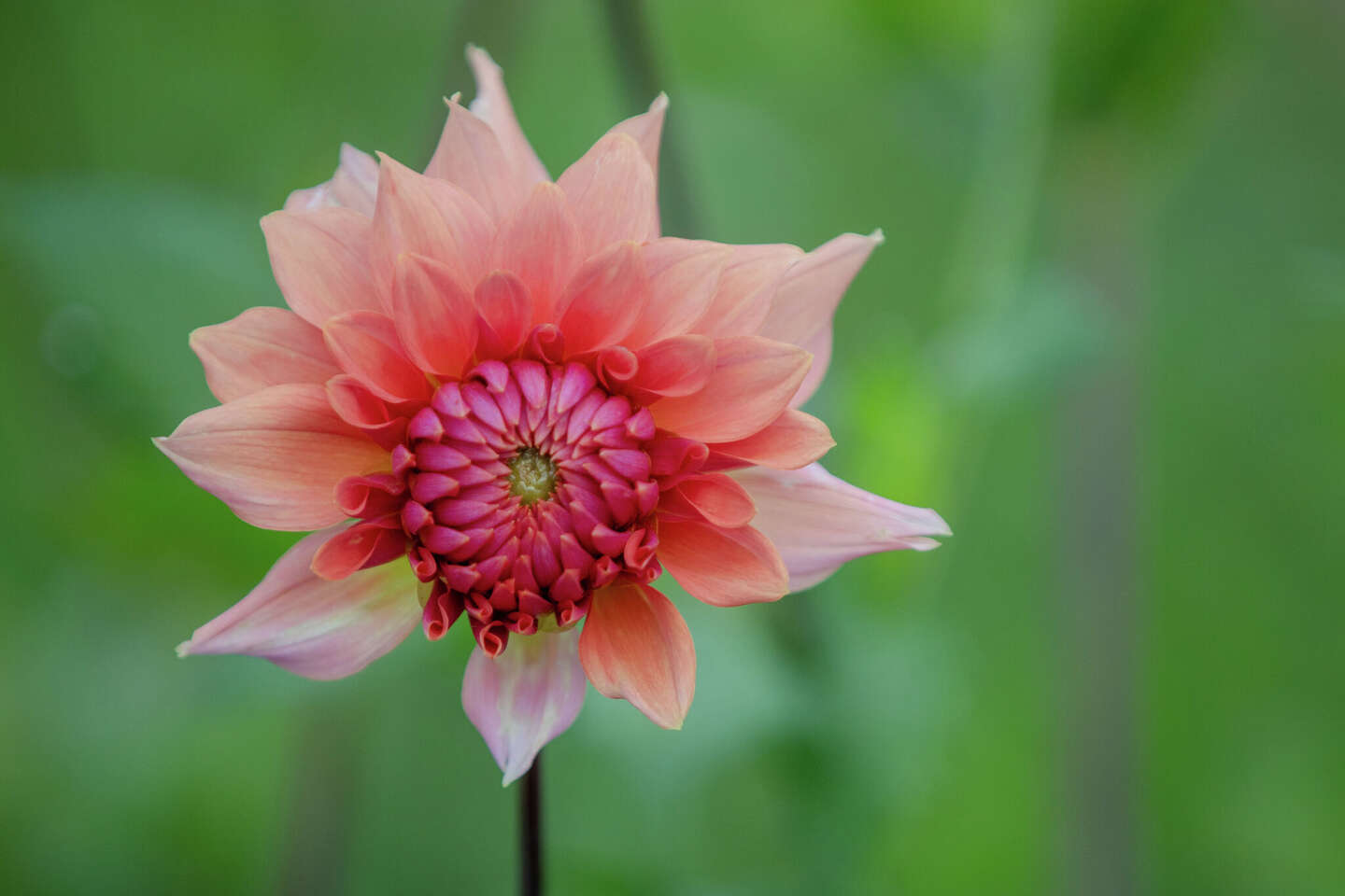 A Bay Area flower farm hides in the sky