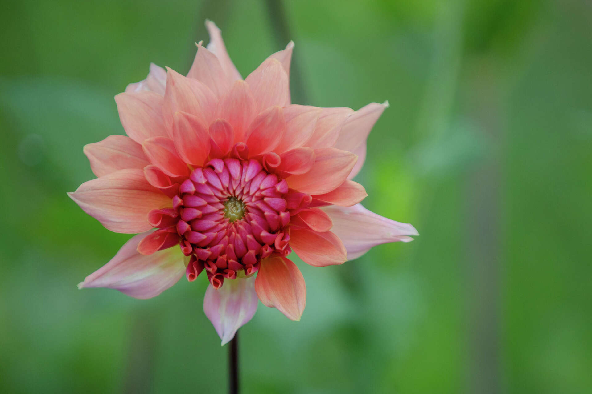 A Bay Area flower farm hides in the sky