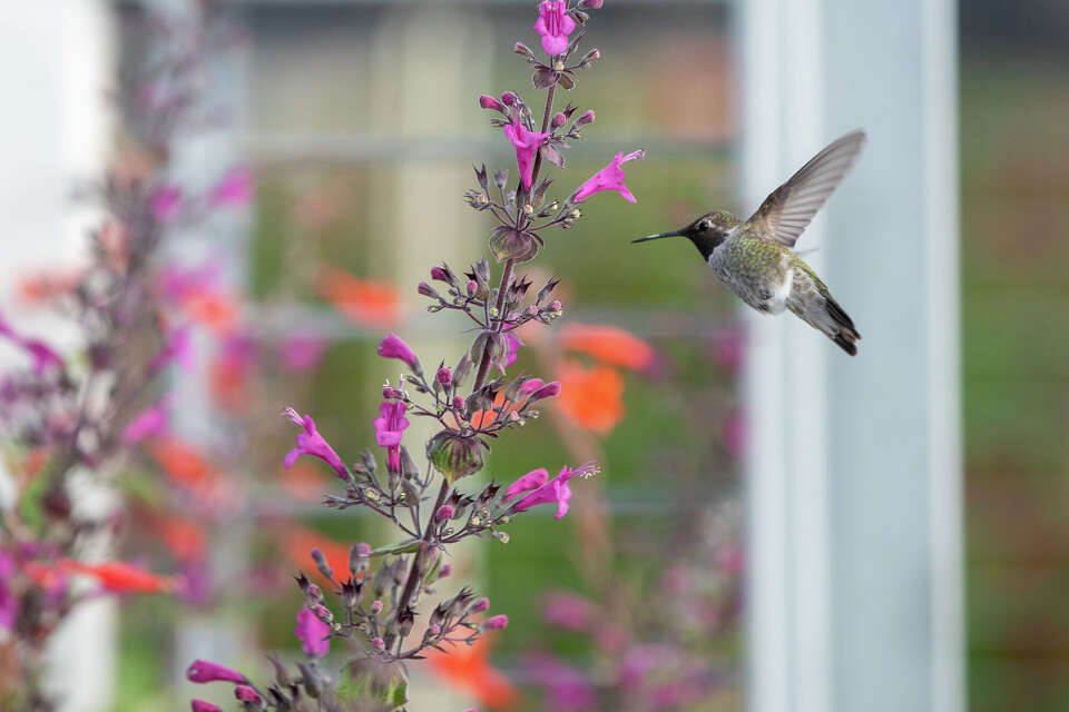 A Bay Area flower farm hides in the sky