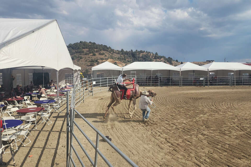 The art of camel racing, an Old West tradition with roots in SF