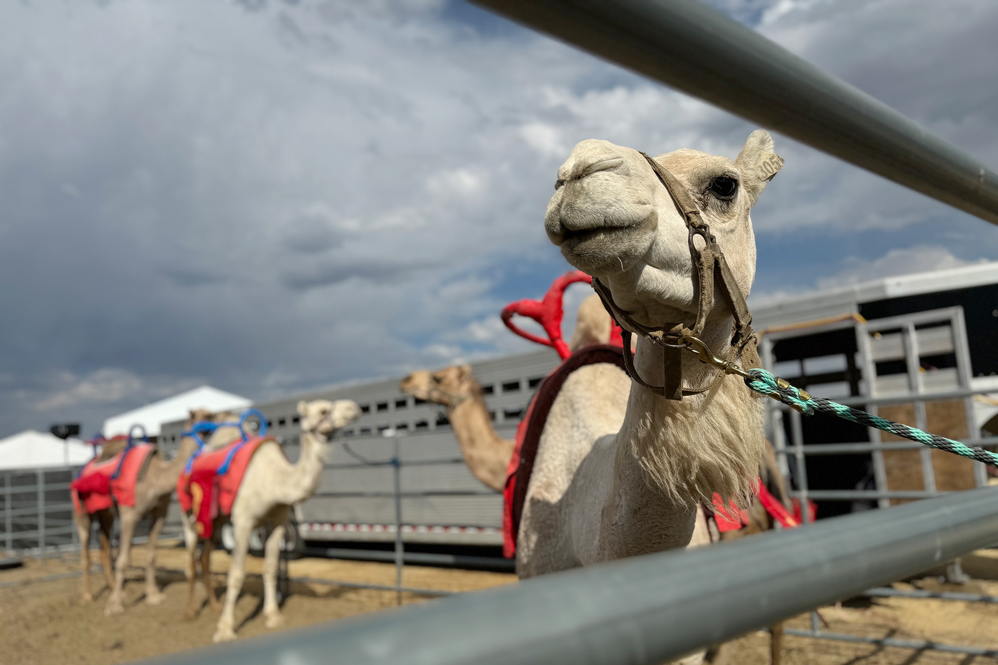 The art of camel racing, an Old West tradition with roots in SF