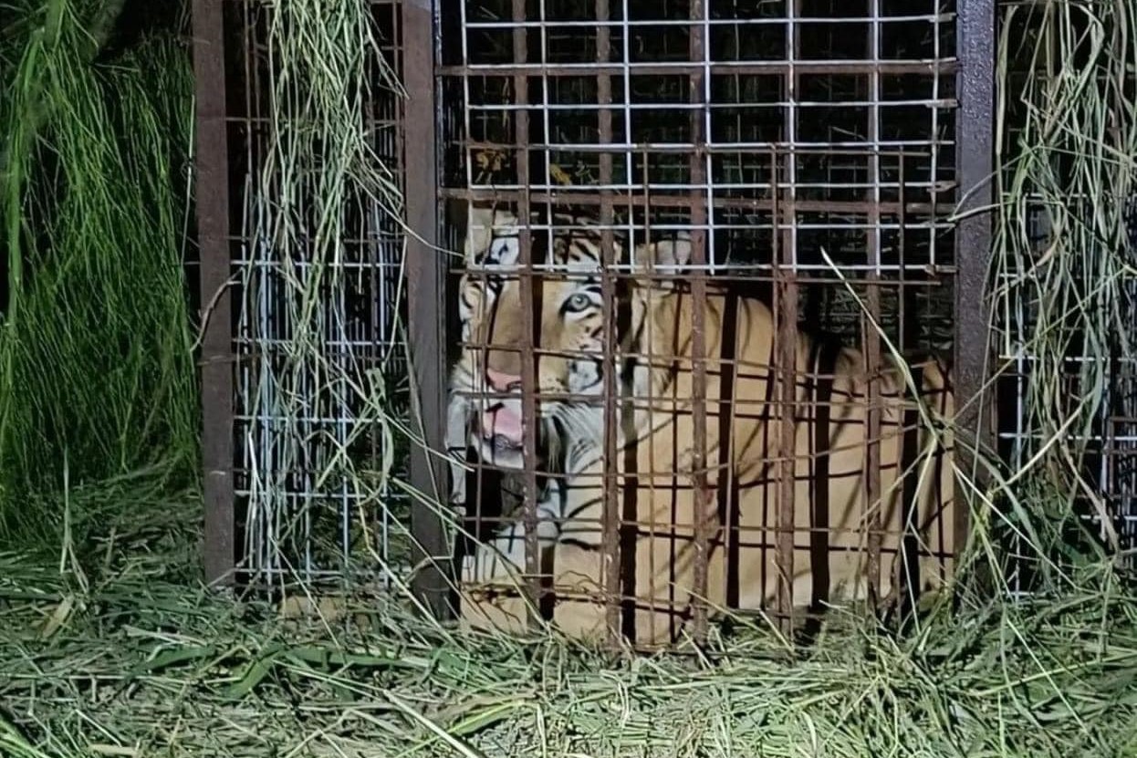 Escaped tiger feared to be in Texas finally caught