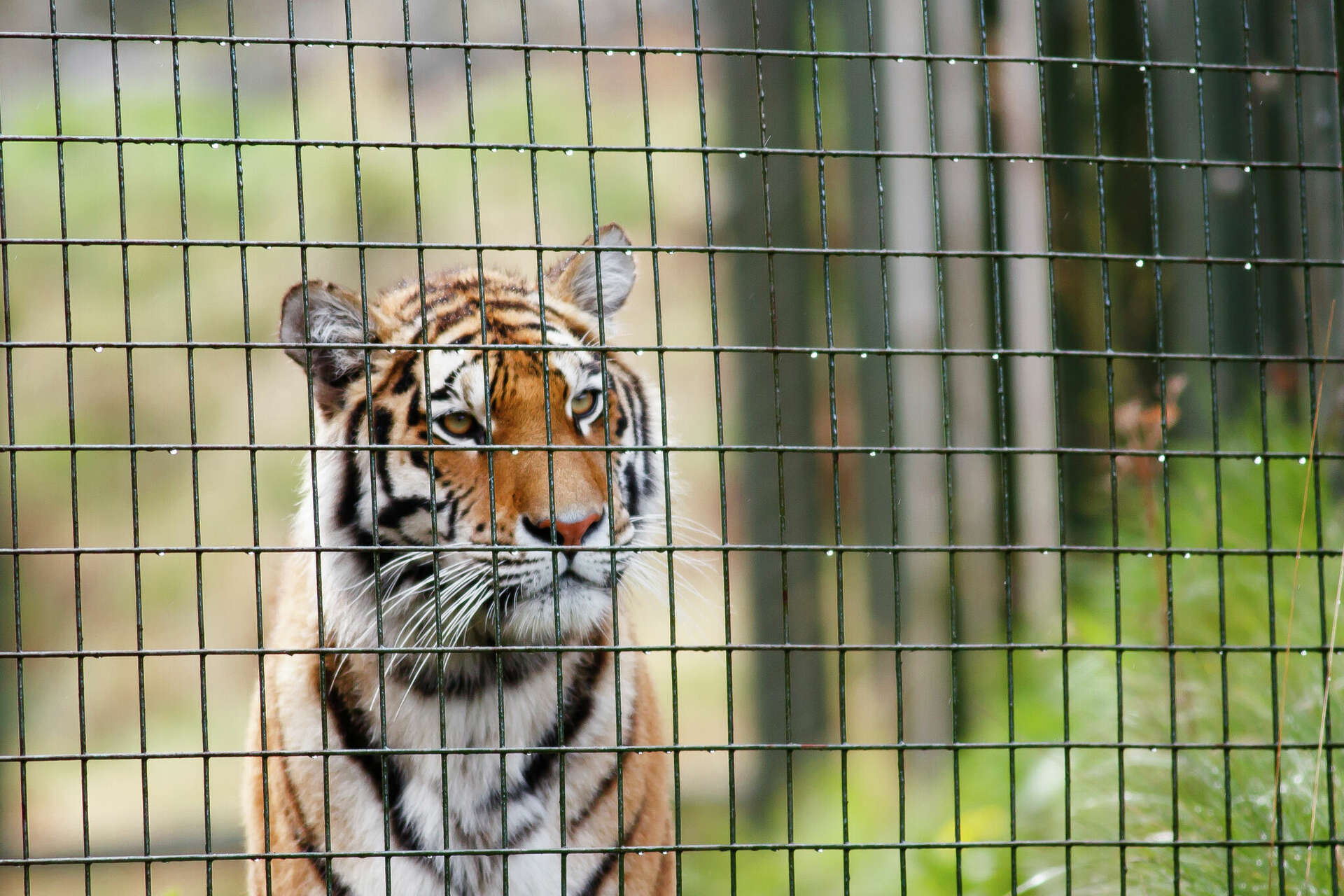 Escaped tiger feared to be in Texas finally caught
