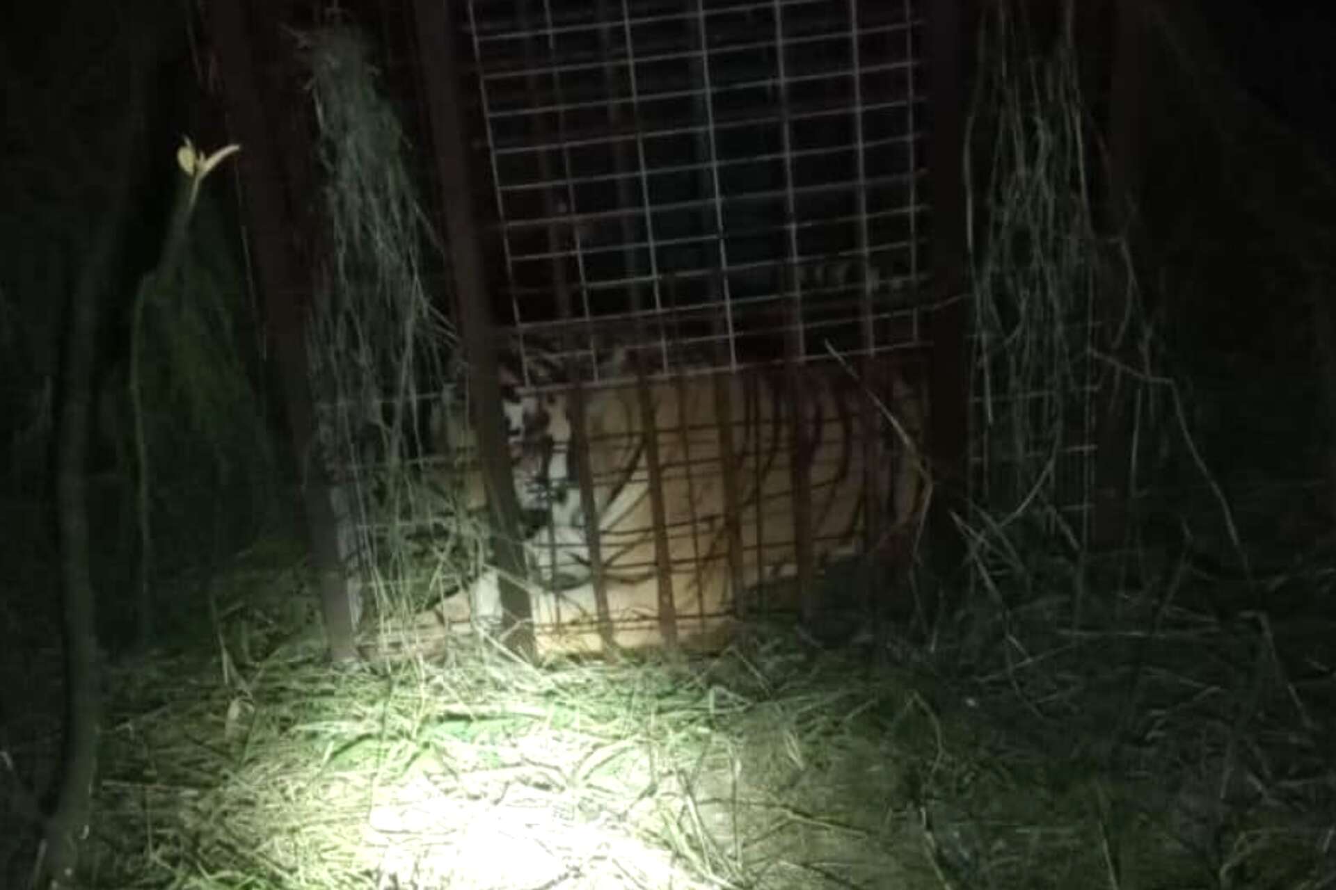 Tiger attacks animals after fleeing Mexican zoo at Texas border