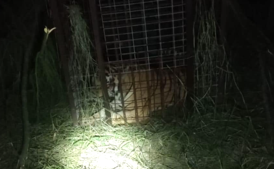 Tiger attacks animals after fleeing Mexican zoo at Texas border