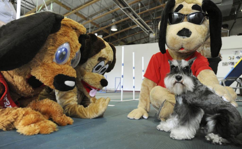 Dog show tests skills