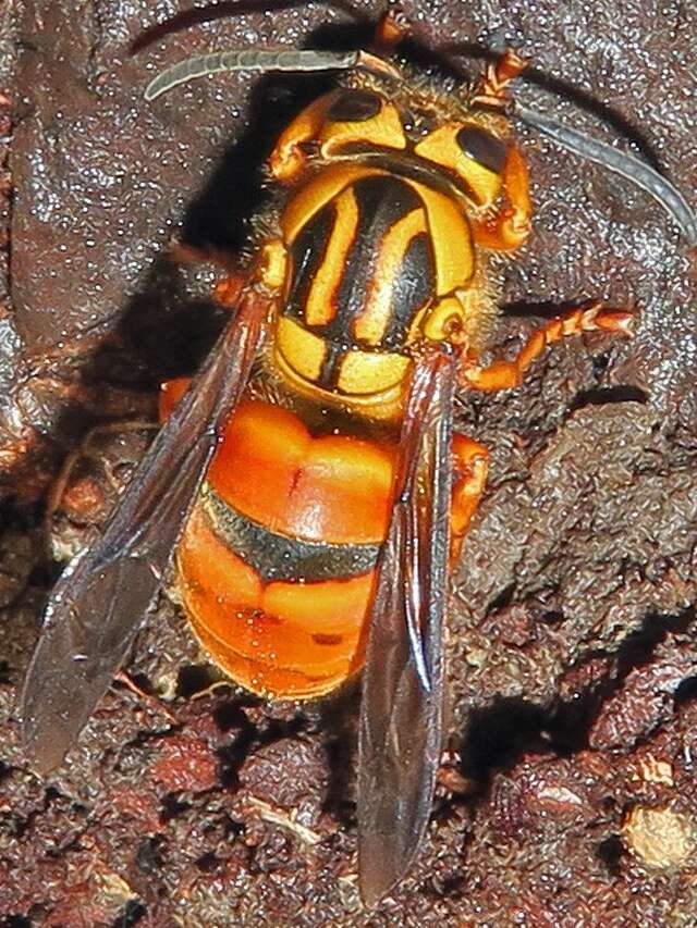 Southern yellowjackets are in CT. What to know about the wasp.